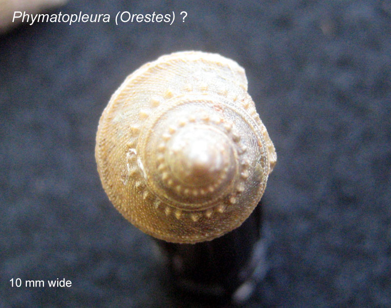 Phylum: Mollusca (Mollusks)