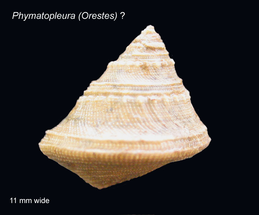 Phylum: Mollusca (Mollusks)