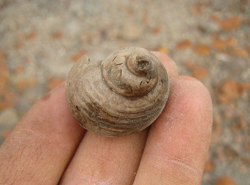 Phylum: Mollusca (Mollusks)