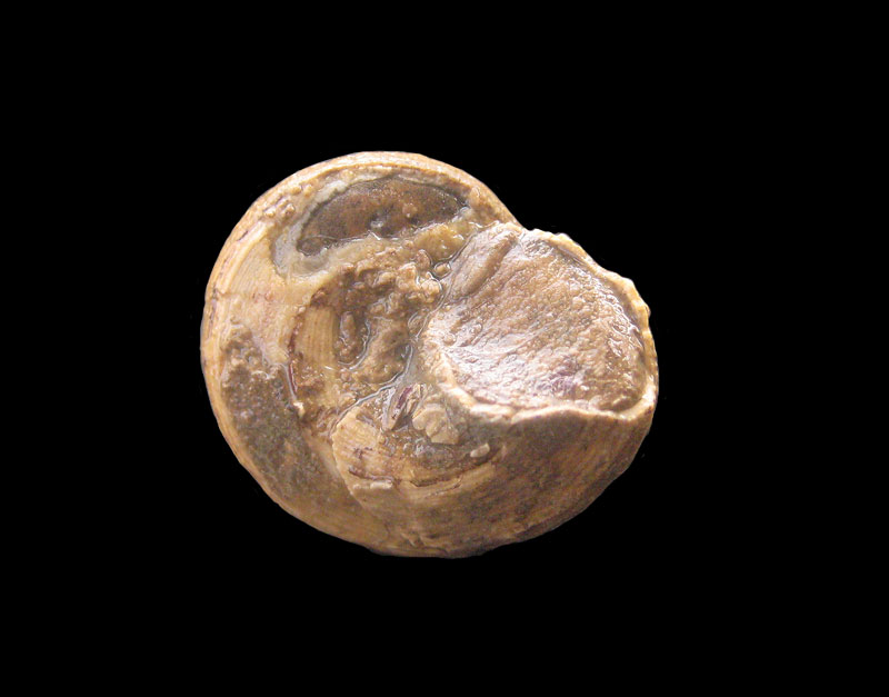 Phylum: Mollusca (Mollusks)