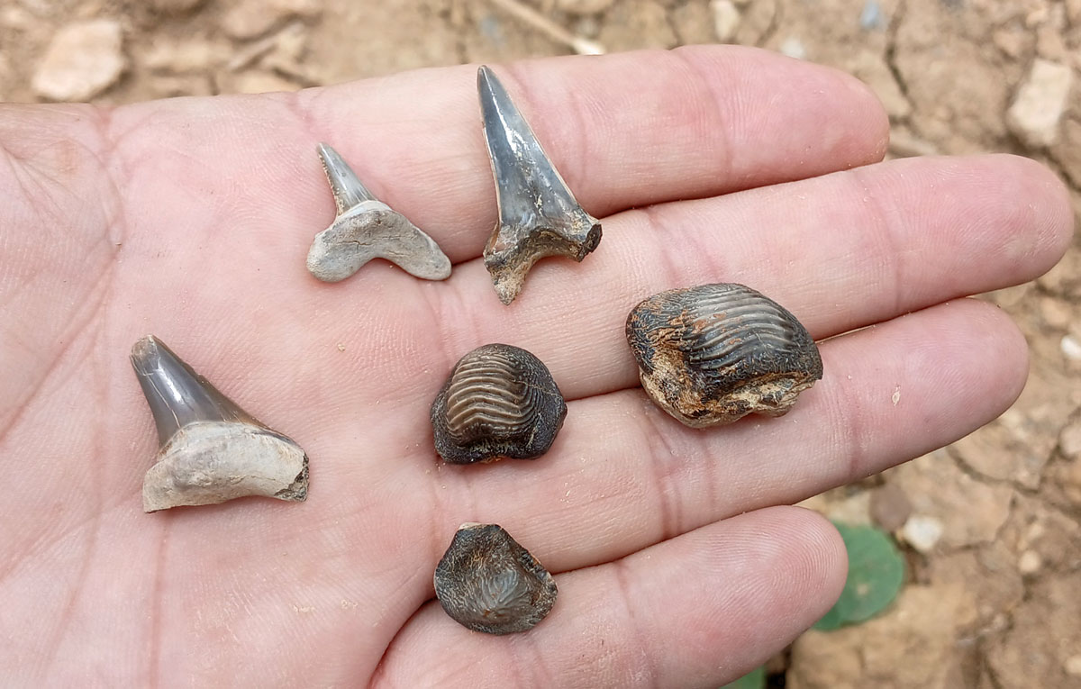 North Texas Fossils